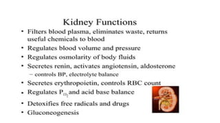 renal system.pptx1. anatomy and physiology overview. | PPT