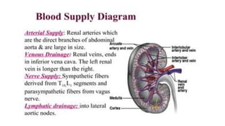 renal system.pptx1. anatomy and physiology overview. | PPT