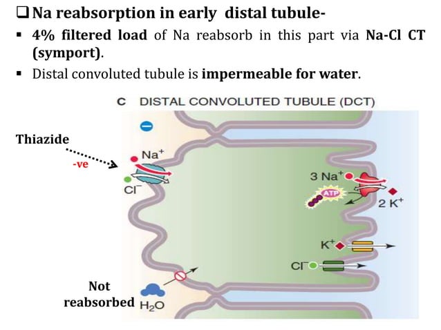 Renal System reabsorption of calcium and other minerals | PPTX