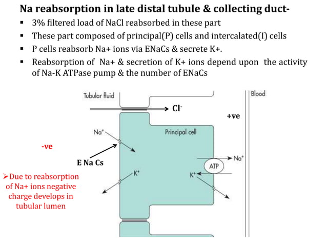 Renal System reabsorption of calcium and other minerals | PPTX