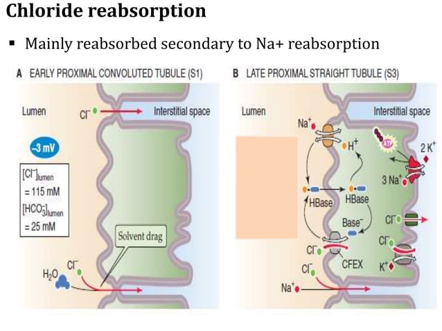 Renal System reabsorption of calcium and other minerals | PPTX