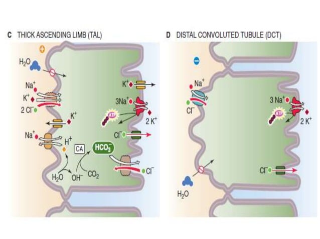 Renal System reabsorption of calcium and other minerals | PPTX