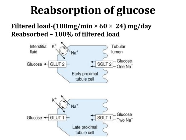 Renal System reabsorption of calcium and other minerals | PPTX