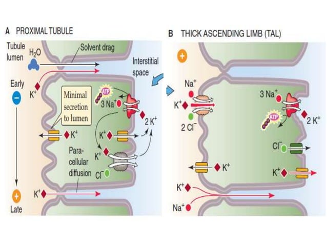 Renal System reabsorption of calcium and other minerals | PPTX