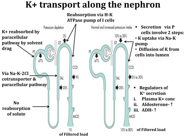 Renal System reabsorption of calcium and other minerals | PPTX