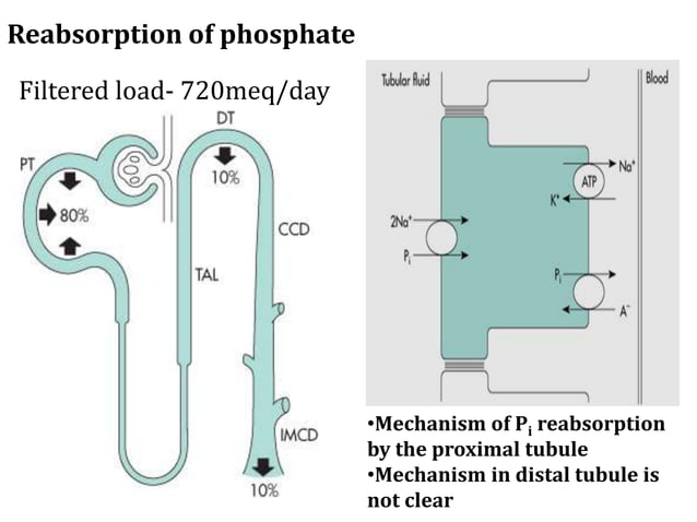 Renal System reabsorption of calcium and other minerals | PPTX