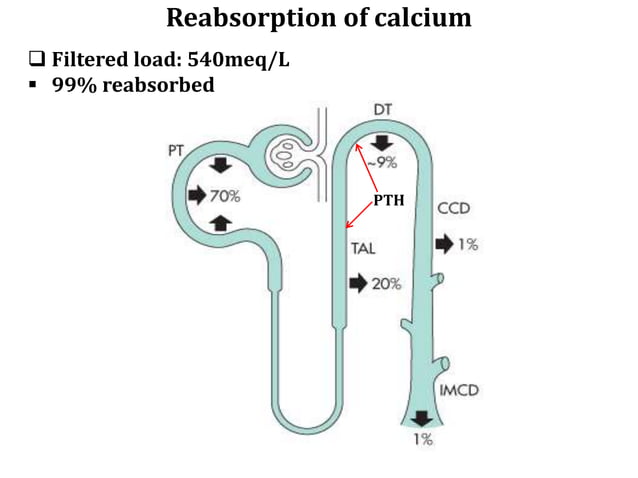 Renal System reabsorption of calcium and other minerals | PPTX