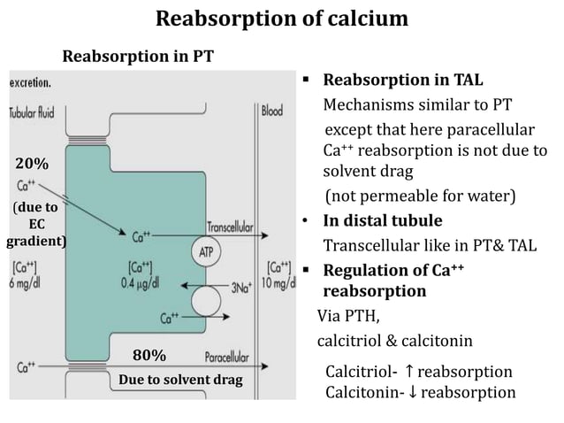 Renal System reabsorption of calcium and other minerals | PPTX