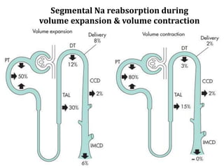 Renal System reabsorption of calcium and other minerals | PPTX