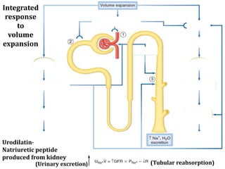 Renal System reabsorption of calcium and other minerals | PPTX