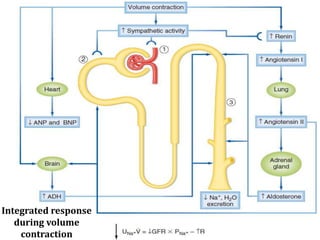 Renal System reabsorption of calcium and other minerals | PPTX