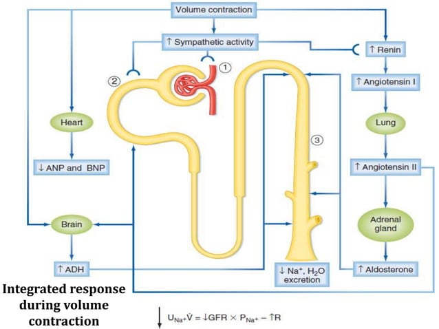 Renal System reabsorption of calcium and other minerals | PPTX