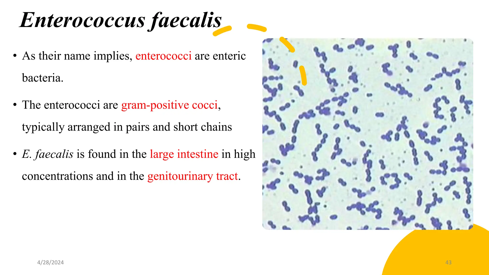 Microbiology of Renal system for medicine students (1).pptx