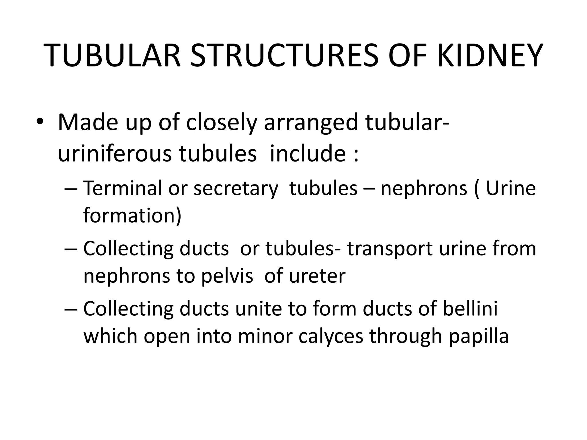 RENAL SYSTEM ANATOMY AND PHYSIOLOGY.pptx