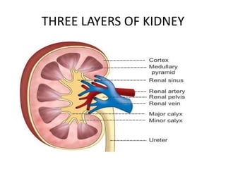 RENAL SYSTEM ANATOMY AND PHYSIOLOGY.pptx