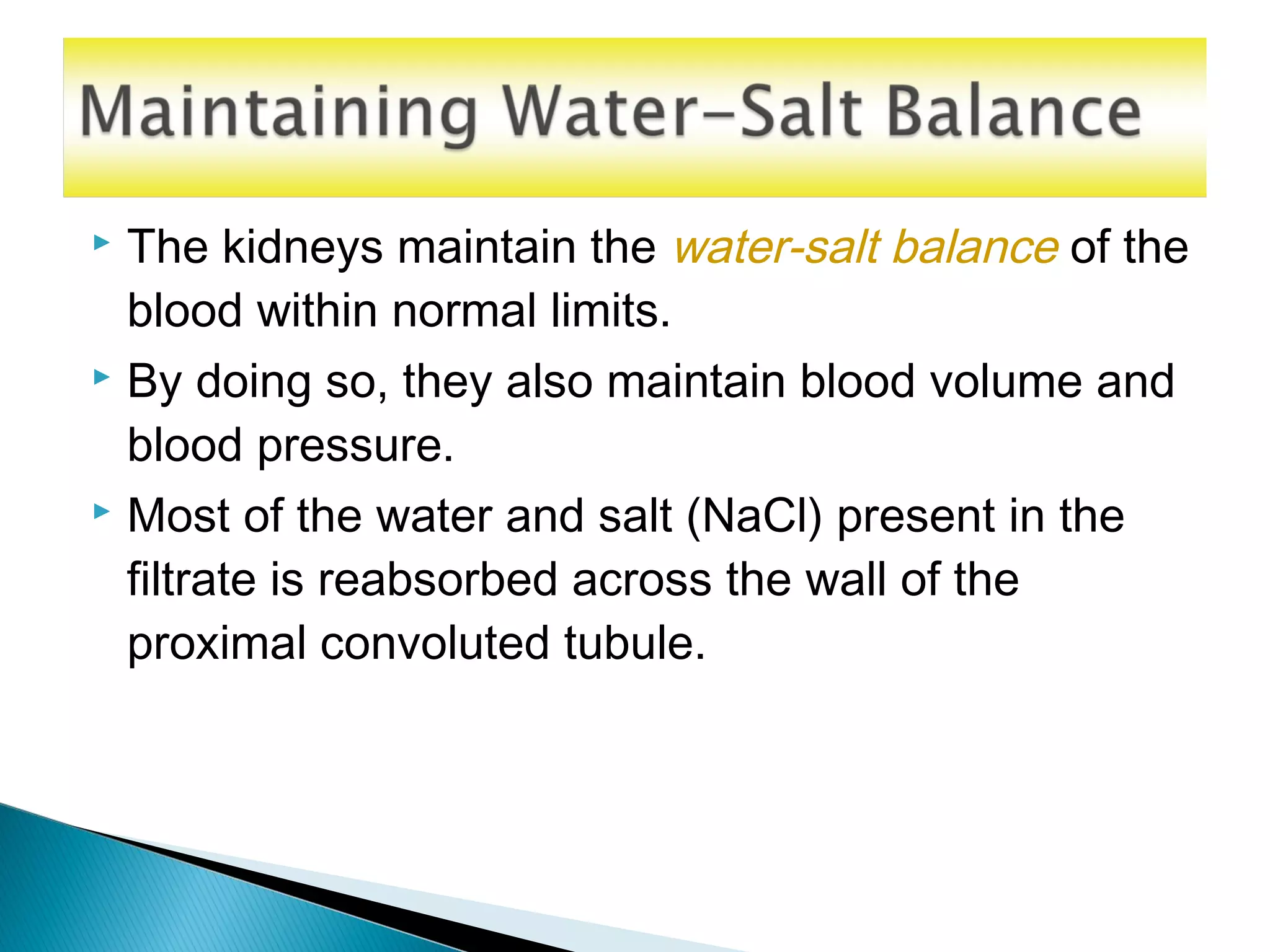 Renal system Physiology and Homeostasis | PPT