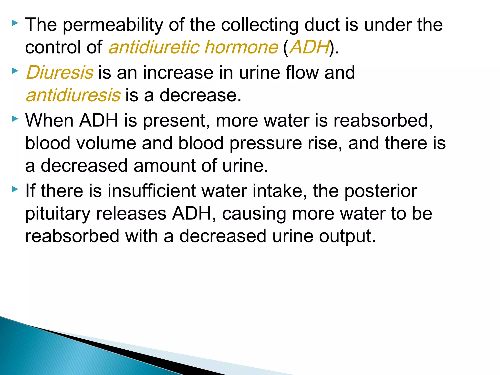 Renal system Physiology and Homeostasis | PPT