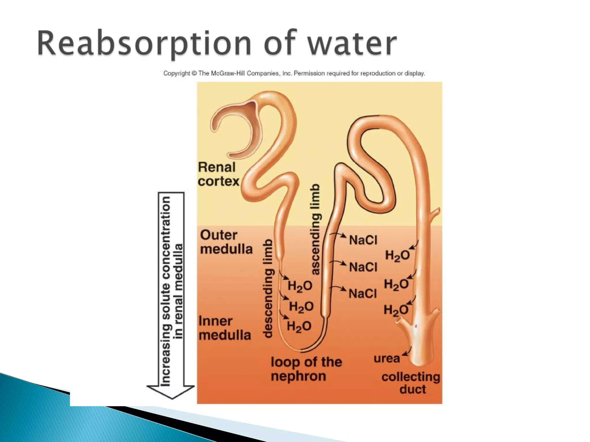 Renal system Physiology and Homeostasis | PPT