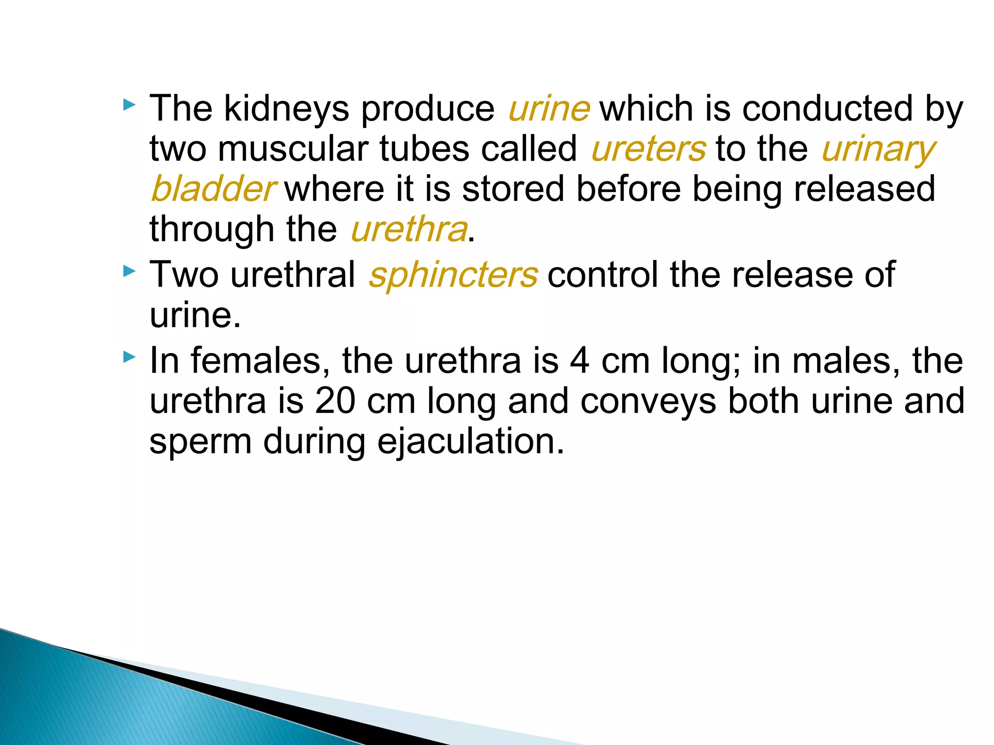 Renal system Physiology and Homeostasis | PPT