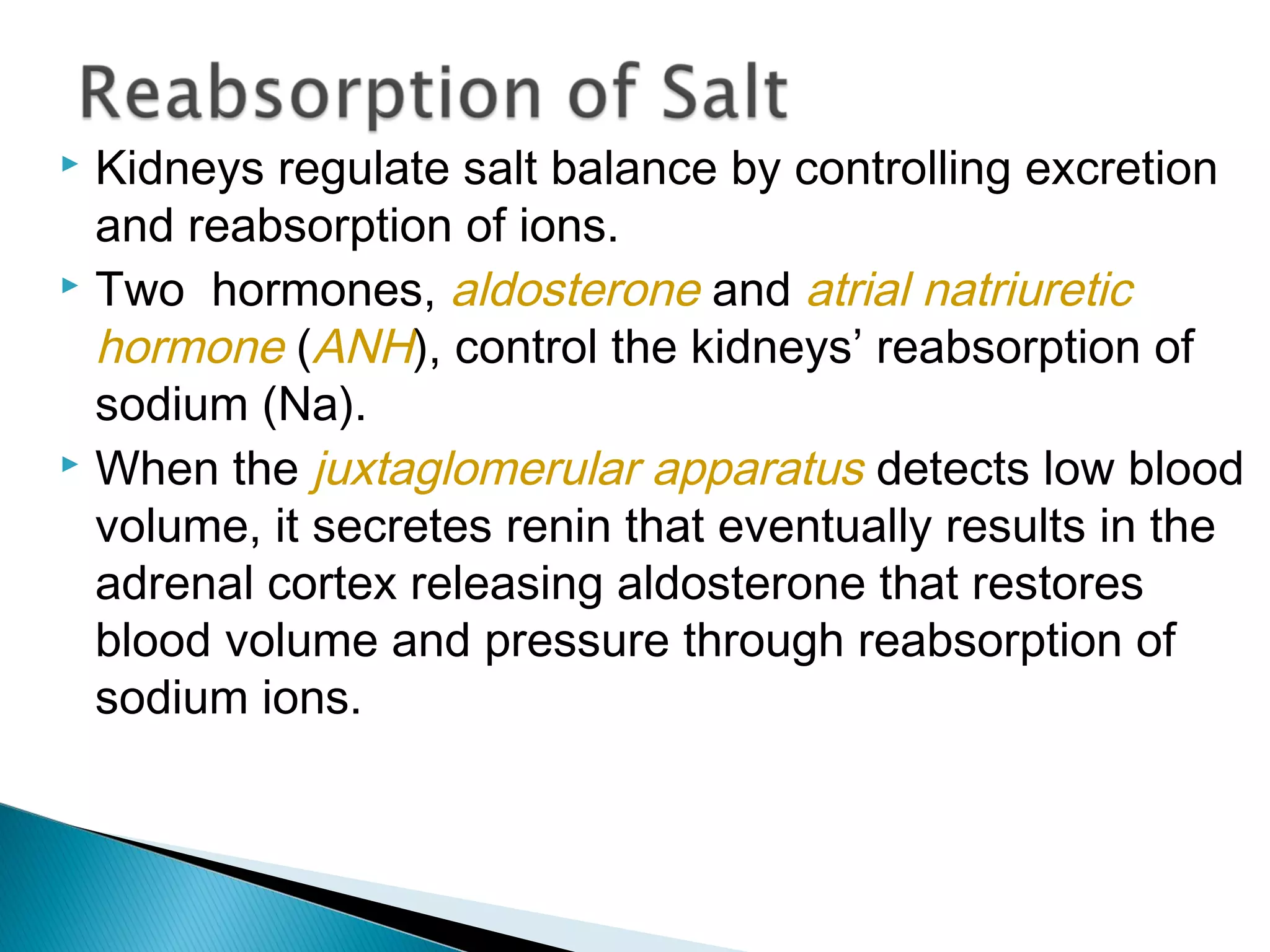 Renal system Physiology and Homeostasis | PPT