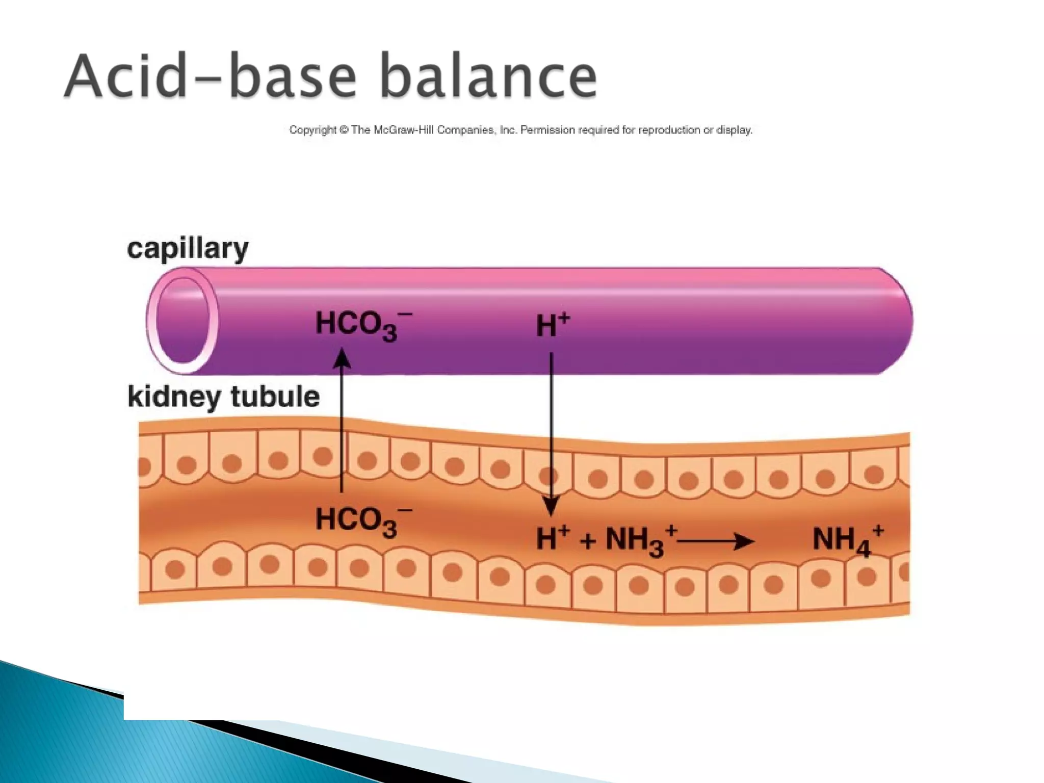 Renal system Physiology and Homeostasis | PPT