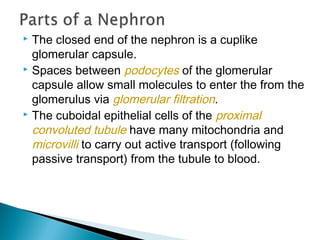 Renal system Physiology and Homeostasis | PPT