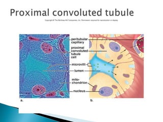 Renal system Physiology and Homeostasis | PPT