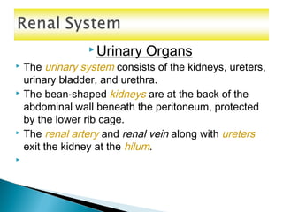 Renal system Physiology and Homeostasis | PPT