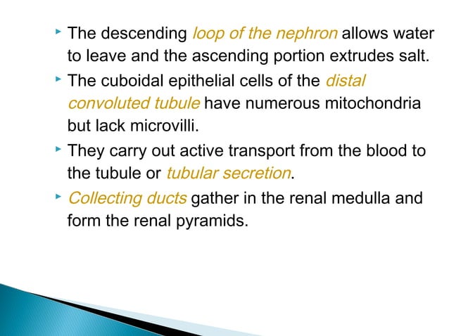 Renal system Physiology and Homeostasis | PPT | Endocrine and Metabolic ...