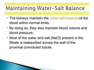 Renal system Physiology and Homeostasis | PPT