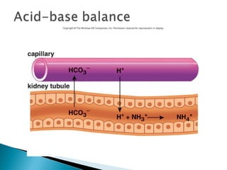 Renal system Physiology and Homeostasis | PPT