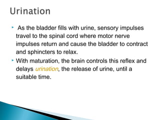 Renal system Physiology and Homeostasis | PPT
