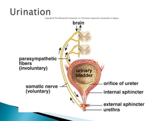Renal system Physiology and Homeostasis | PPT