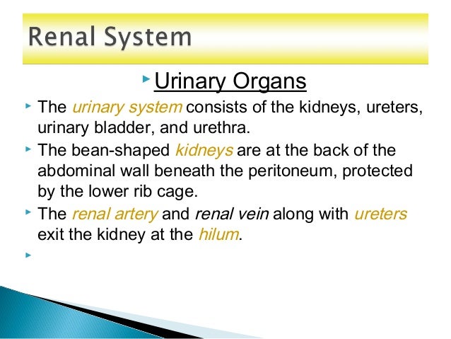 Renal system Physiology and Homeostasis