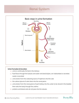 Renal system bundle.pdf