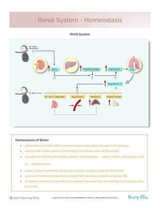 Renal system bundle.pdf