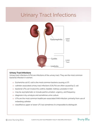 Renal system bundle.pdf