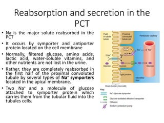 Renal system | PPTX
