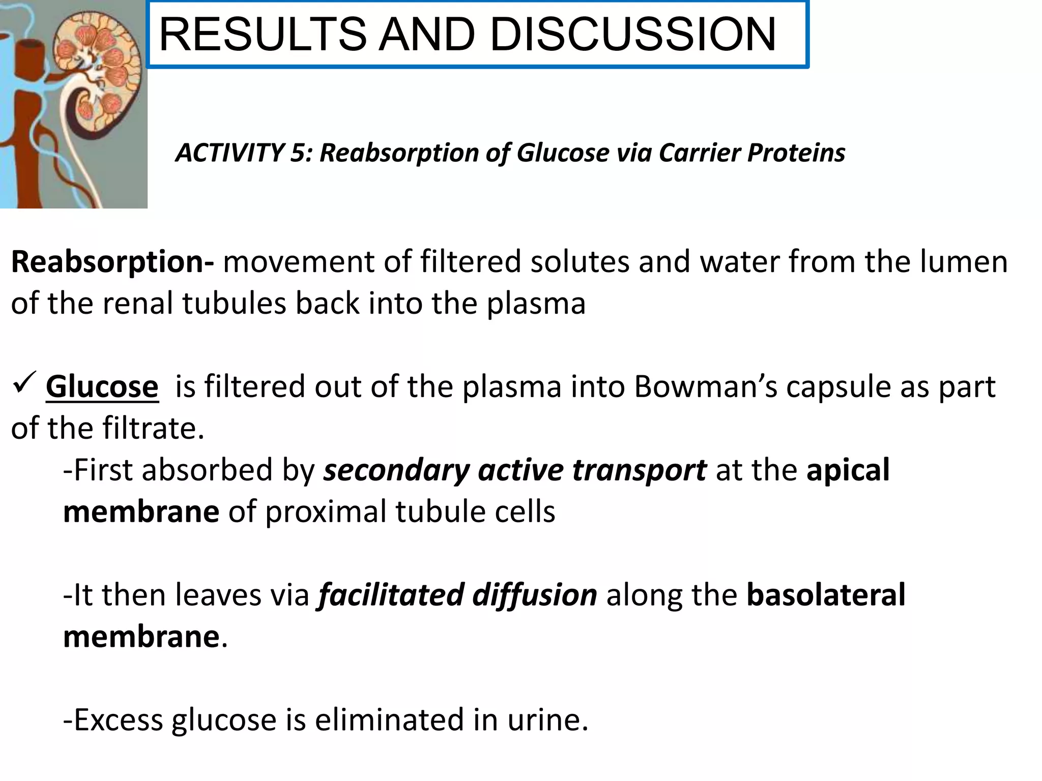 Renal system physiology | PPTX