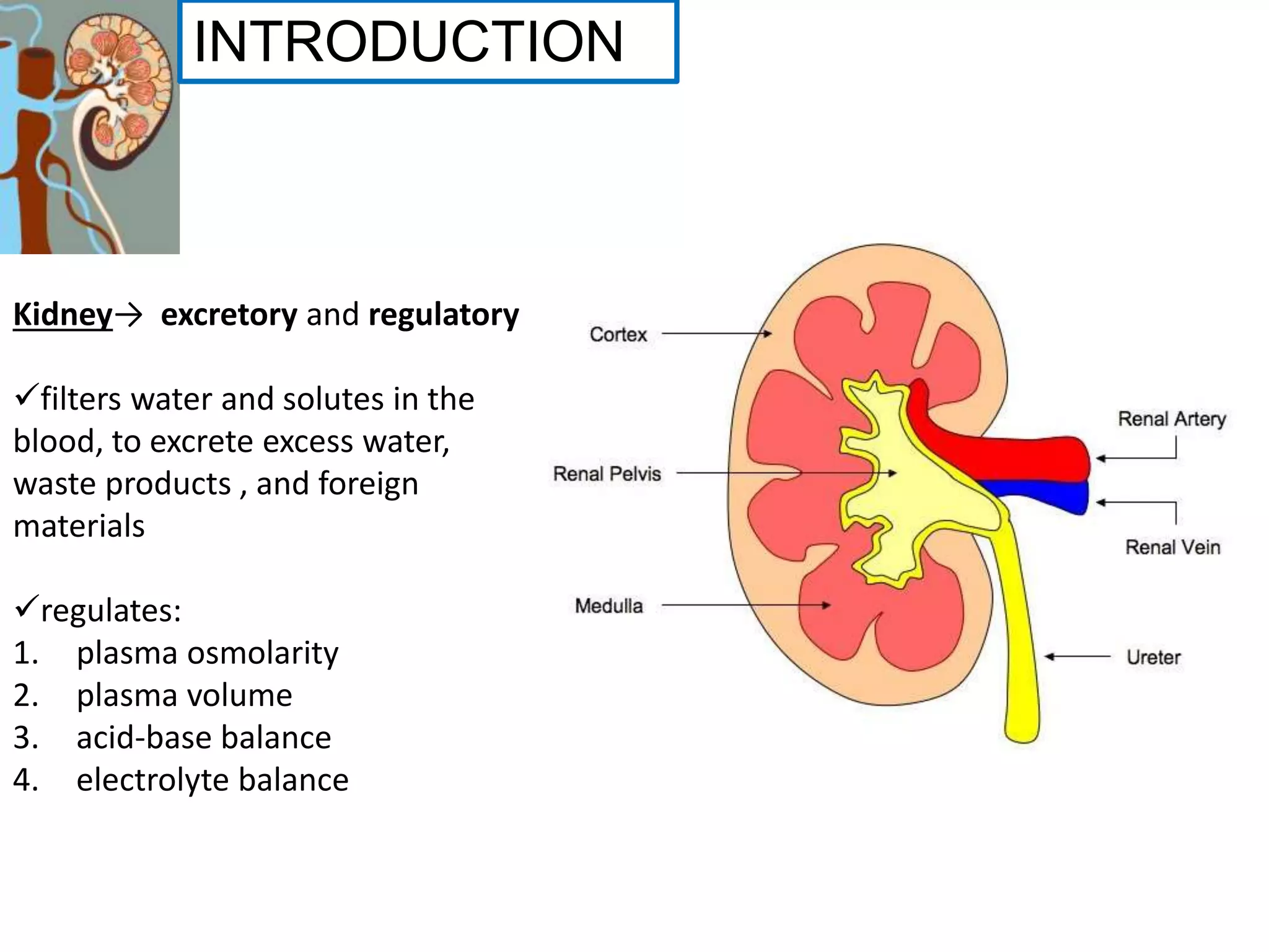 Renal system physiology | PPTX