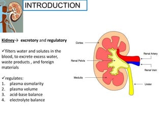 Renal system physiology | PPTX