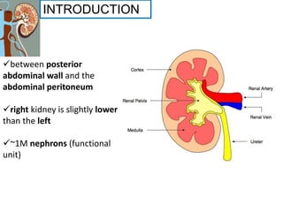 Renal system physiology | PPTX