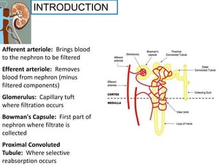 Renal system physiology | PPTX