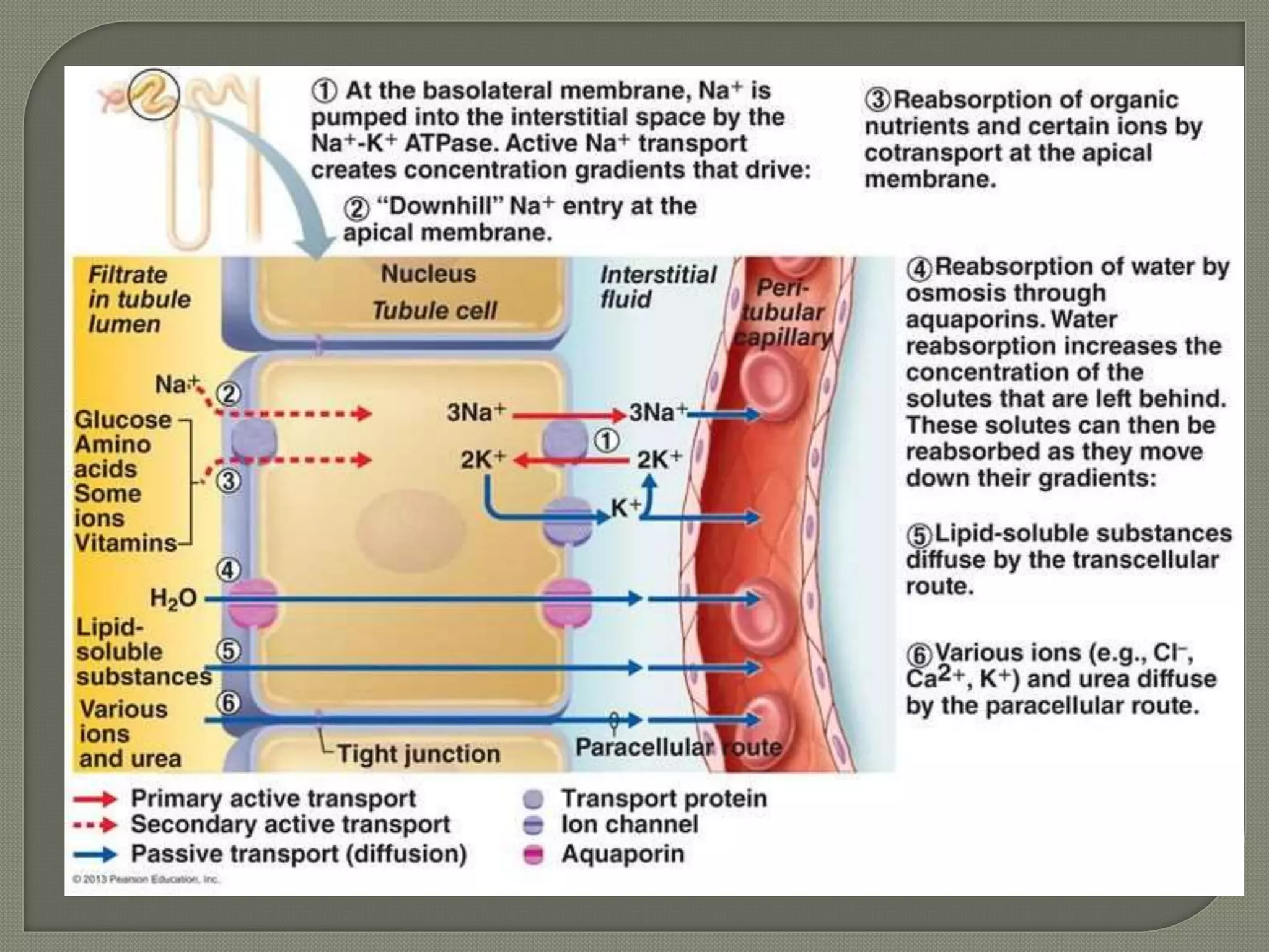 urine formation..mechanism,acidification,urinary buffers by dr.Tasnim ...