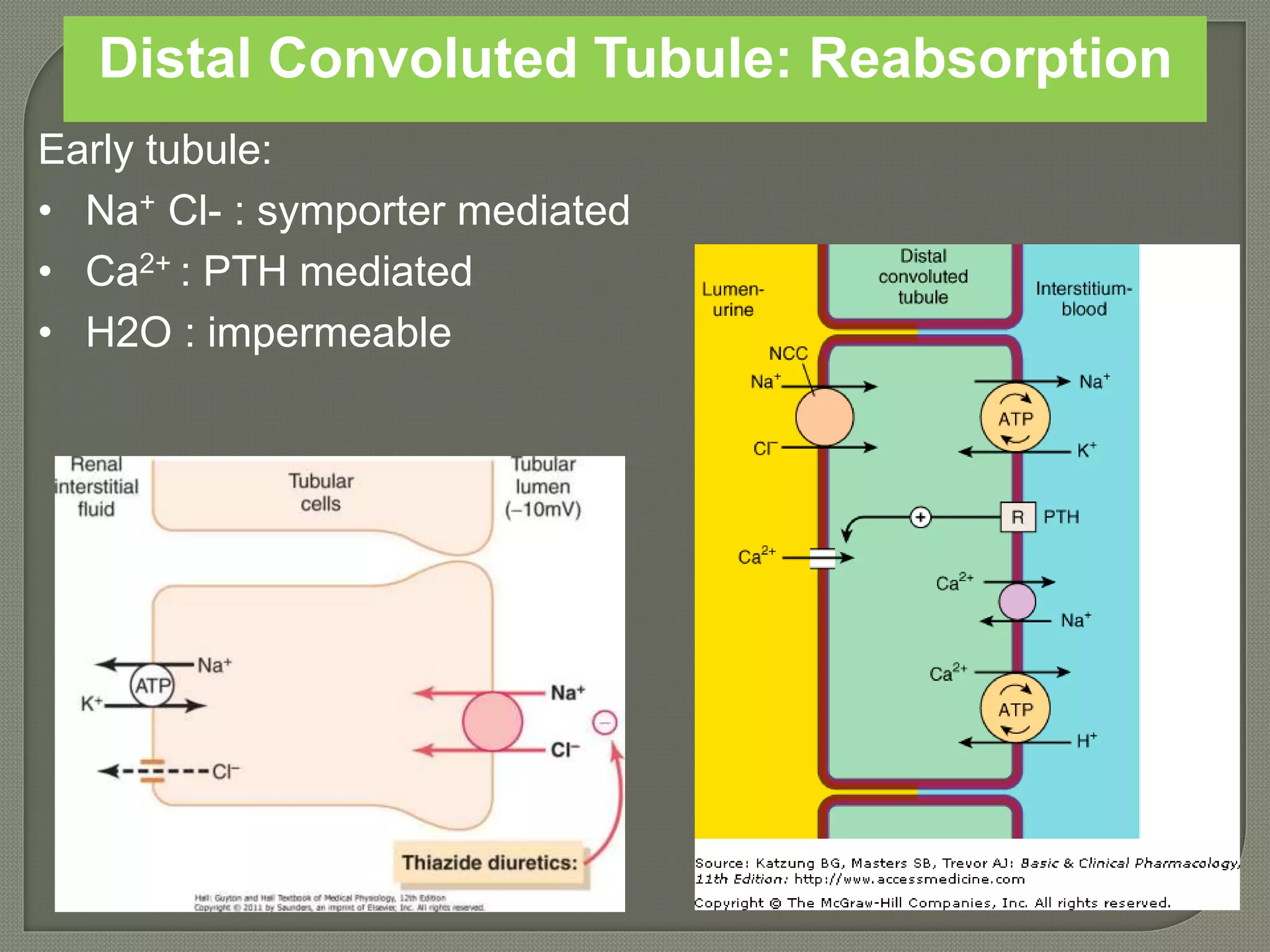 urine formation..mechanism,acidification,urinary buffers by dr.Tasnim ...