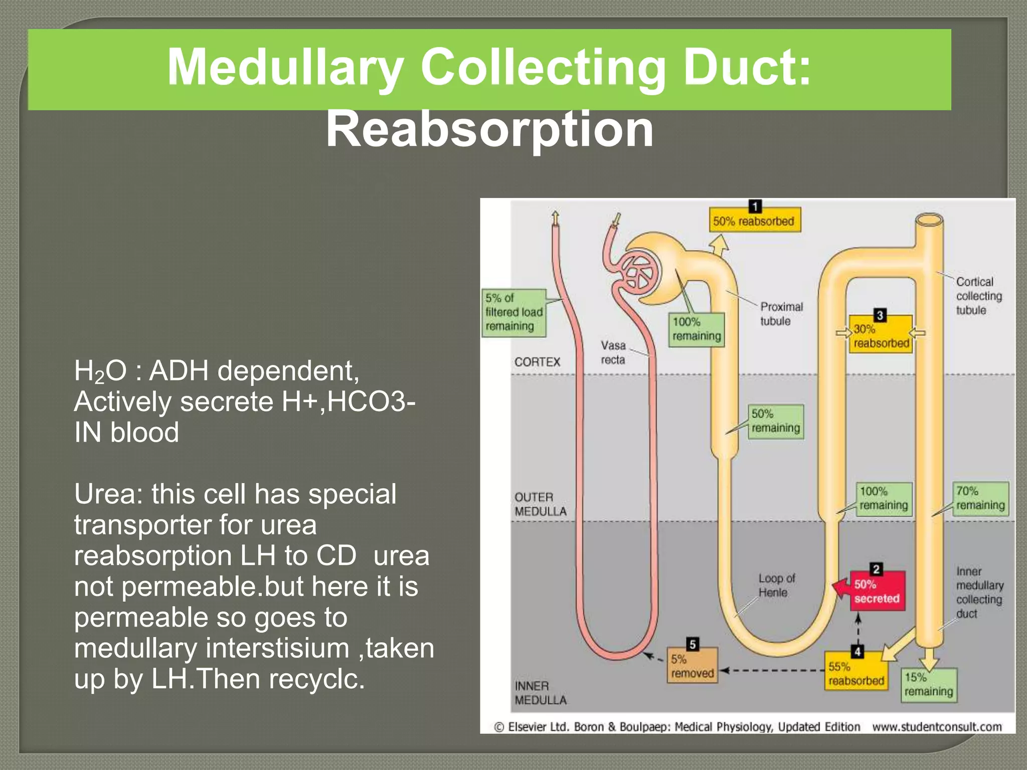 urine formation..mechanism,acidification,urinary buffers by dr.Tasnim ...