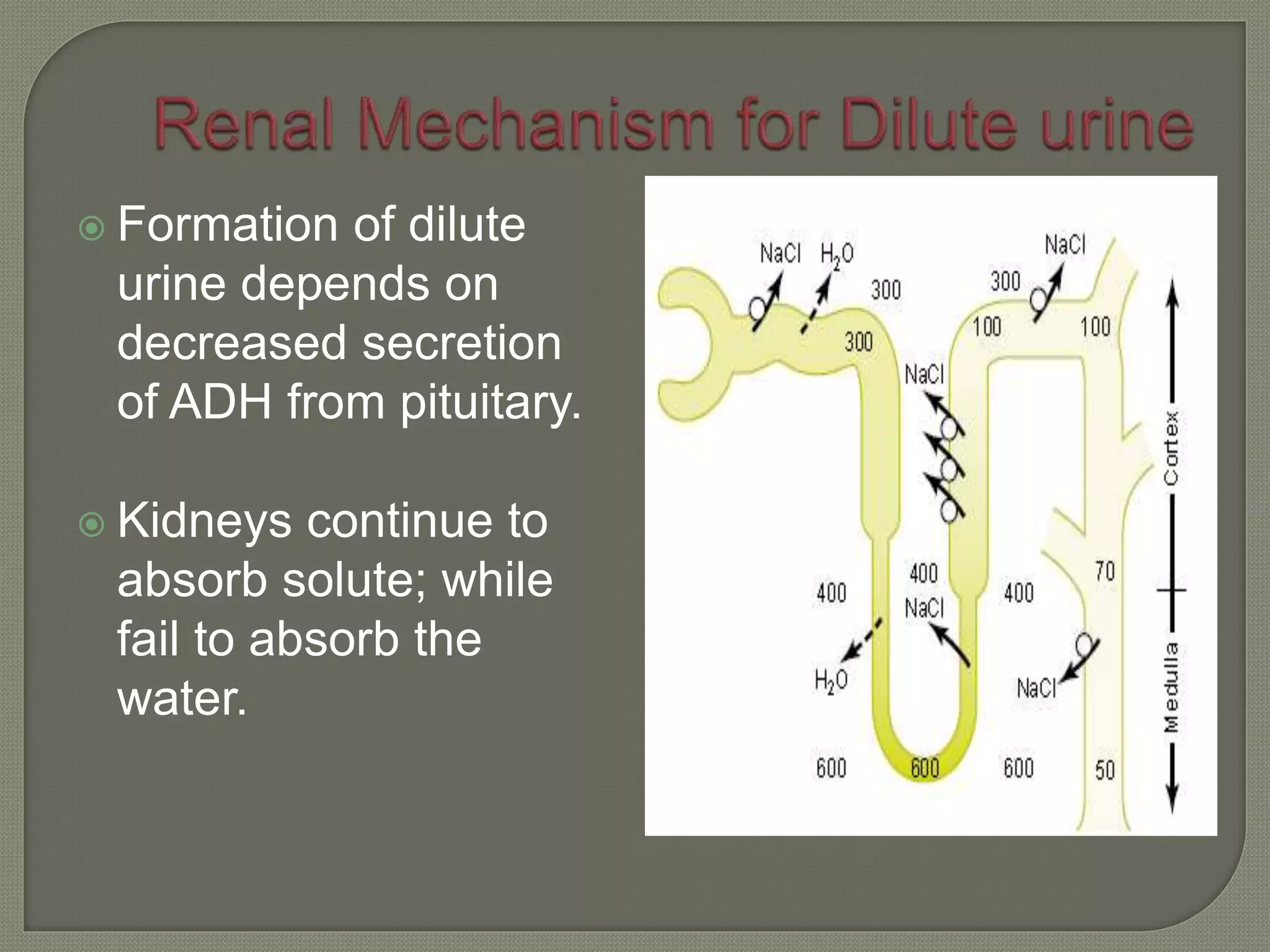 urine formation..mechanism,acidification,urinary buffers by dr.Tasnim ...