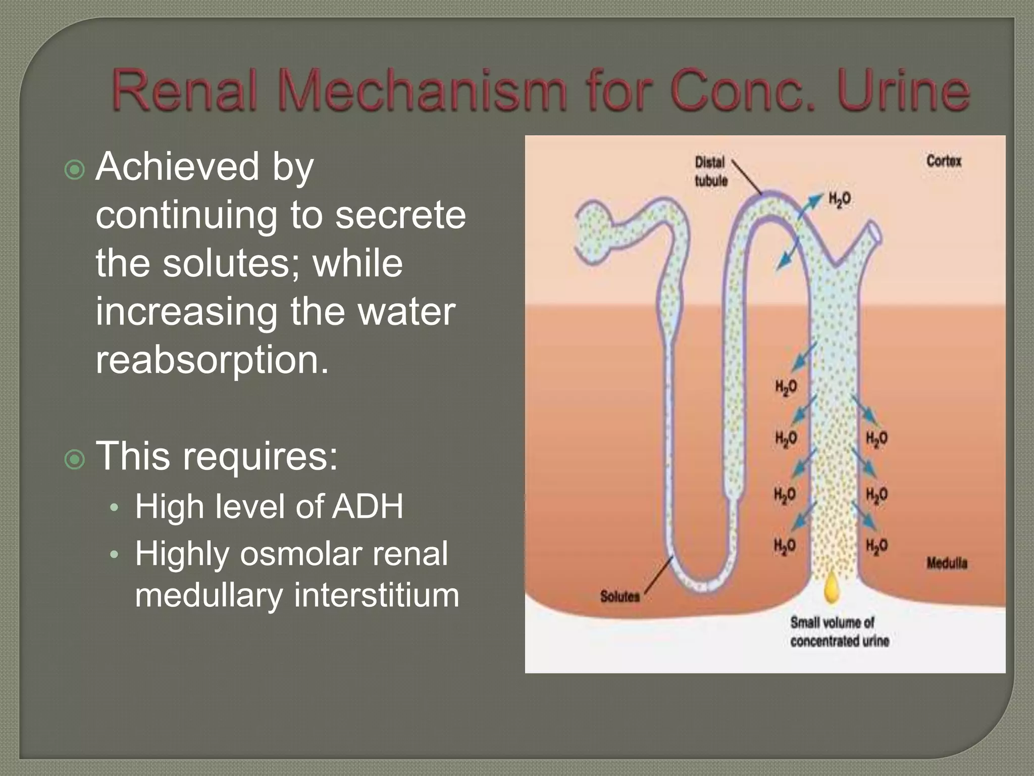 urine formation..mechanism,acidification,urinary buffers by dr.Tasnim ...