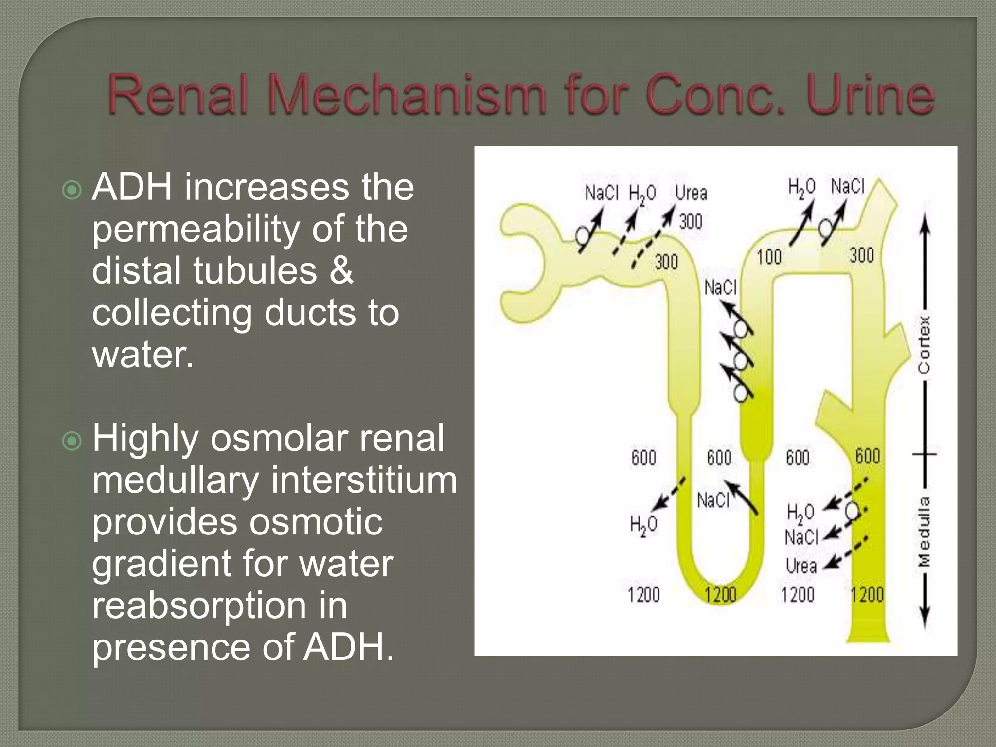 urine formation..mechanism,acidification,urinary buffers by dr.Tasnim ...