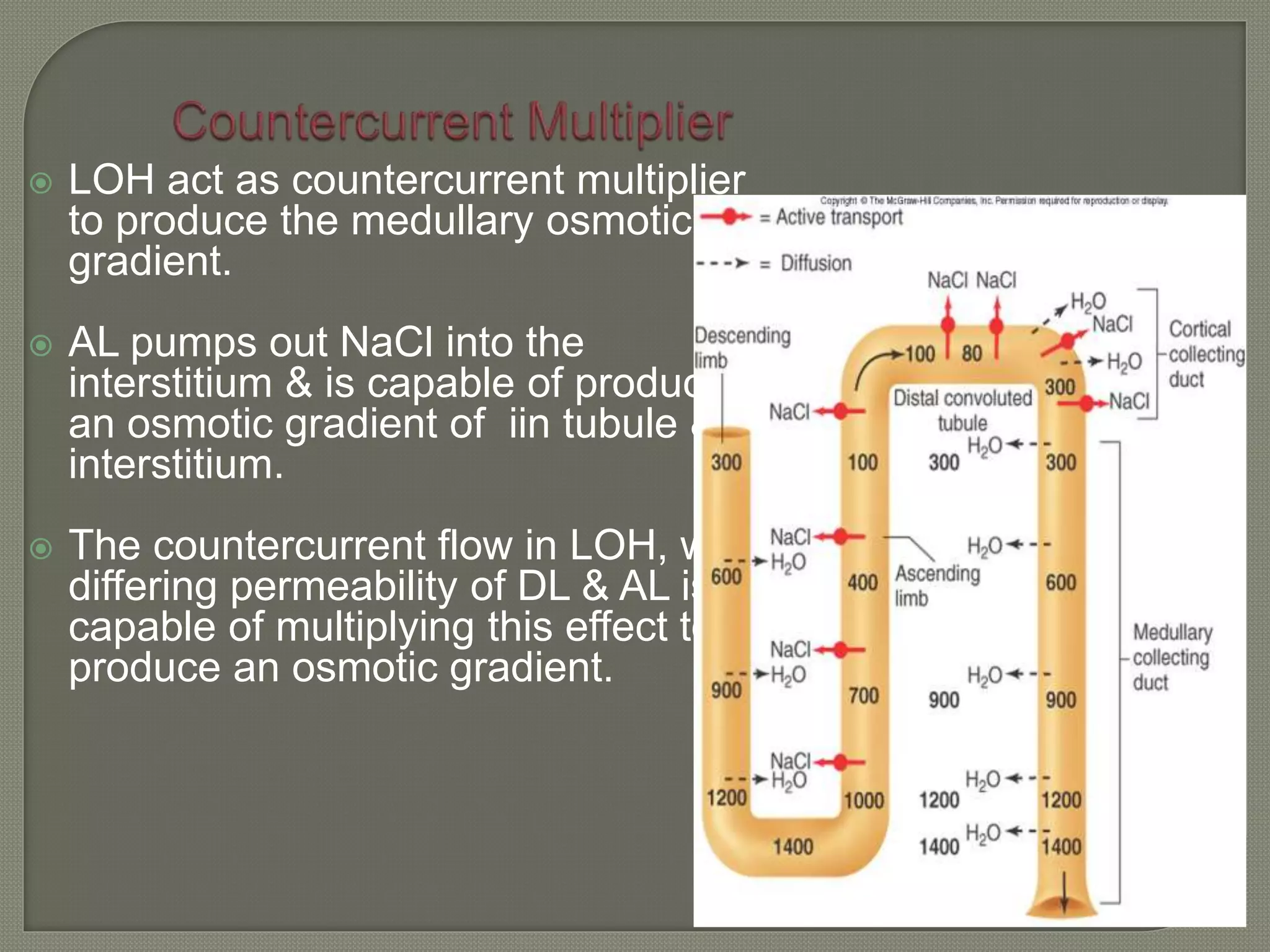 urine formation..mechanism,acidification,urinary buffers by dr.Tasnim ...